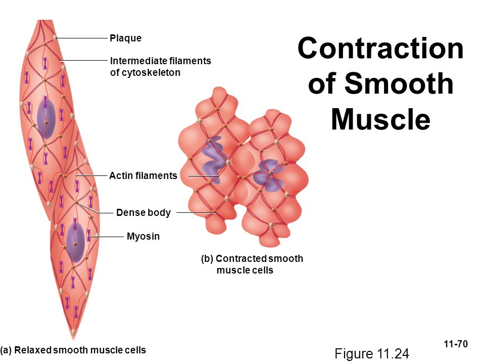 Ciencias de Joseleg: 3 EL MÚSCULO COMO TEJIDO