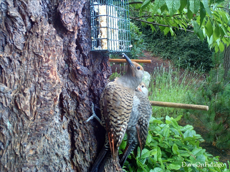 Baby Pictures: Northern Flicker