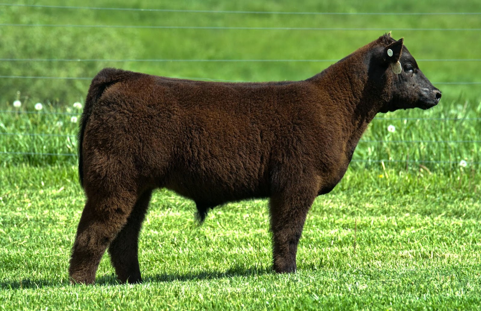 Holtkamp Cattle Co: A sample of steers for The Run for the Backdrop!