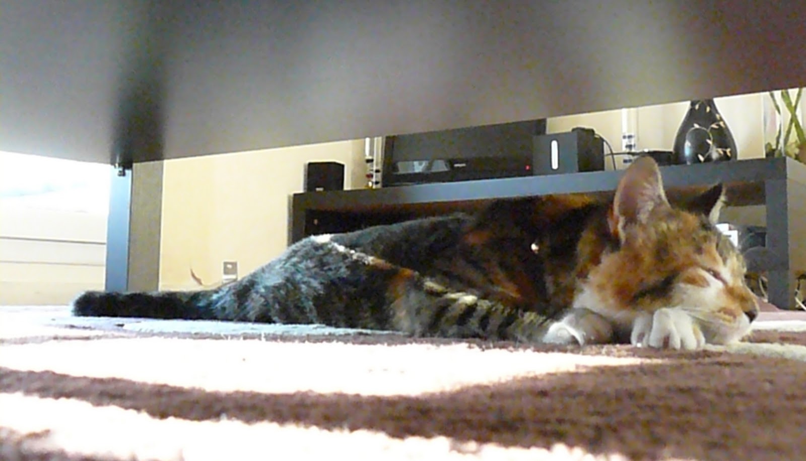 Caline and Frère: Hard Working Kitty!