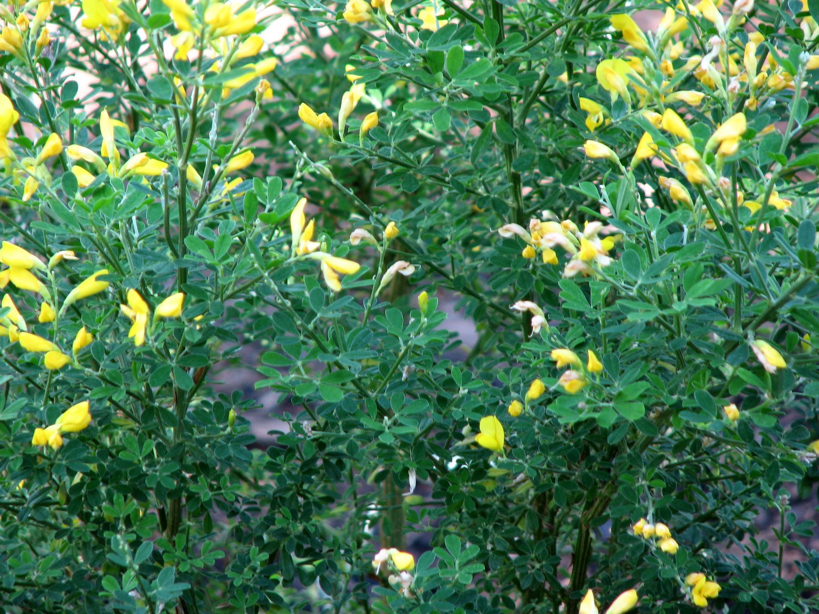Plant Photography: Genista x spachiana 'Nana'