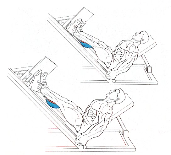 THE TOP 5 EXERCISES FOR INCREASING CALF MASS ~ ALL FITNESS