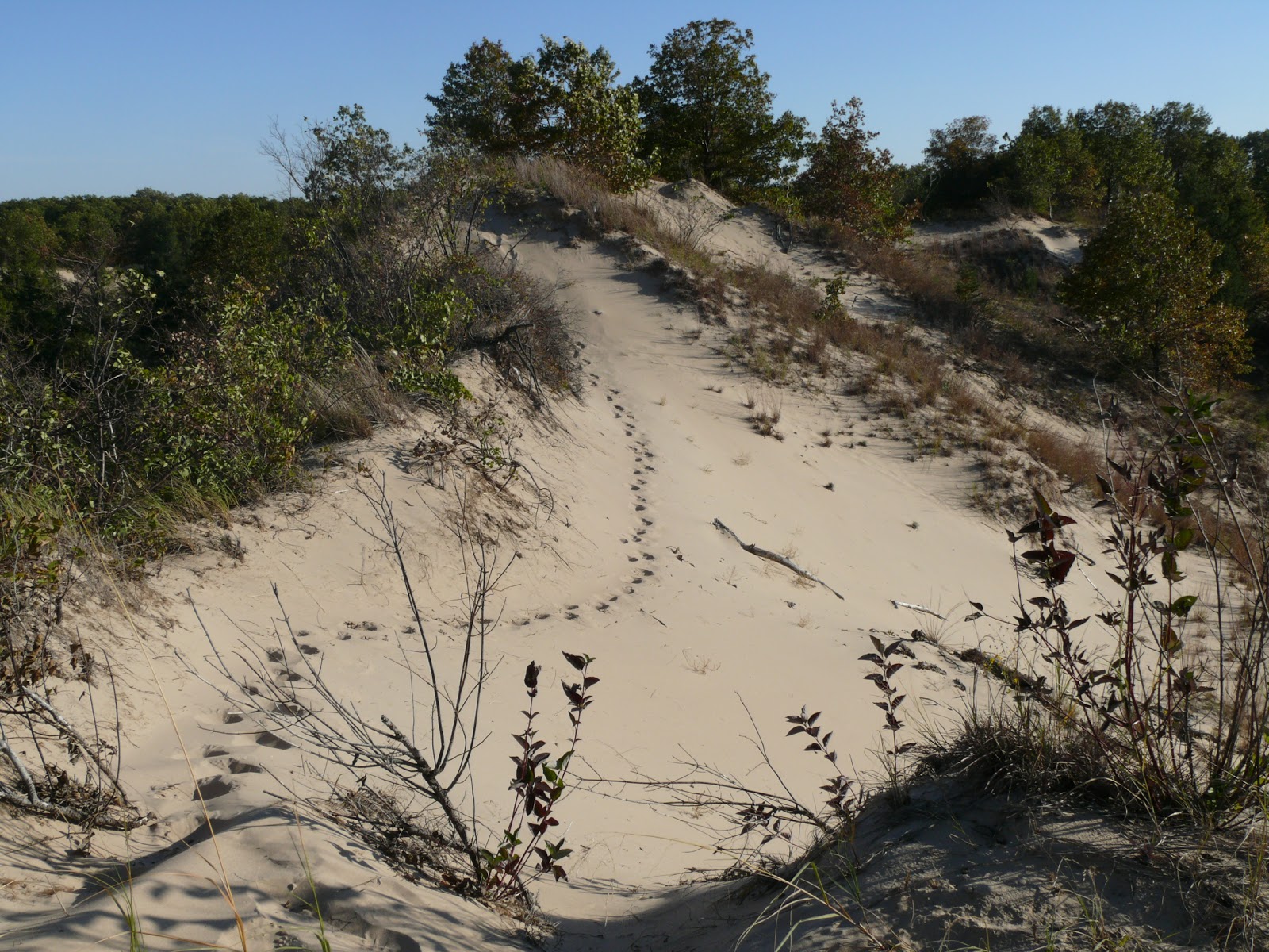 Trails To Life Go Up: Surprise! Hiking in Gary's Miller Beach