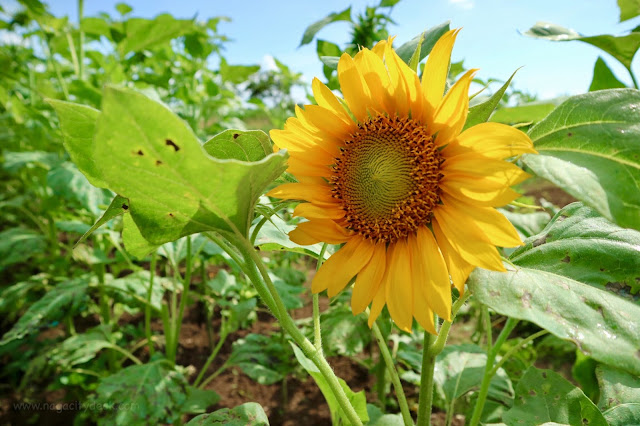 Sunflowers bloom in Naga's flower farms in Pacol ~ Naga City Deck