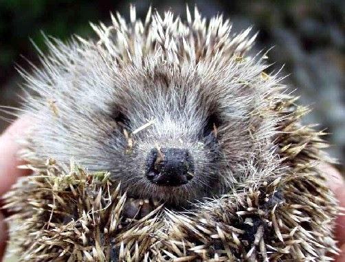 Tekenderwijs: De Egel