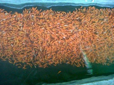 YULAM Farm: Ikan Mas