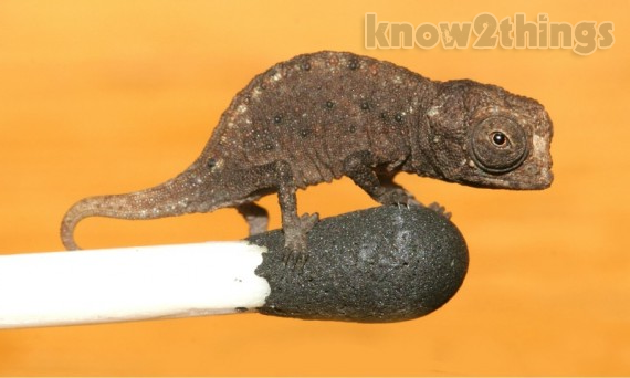 Top 10 Most New Discovered Creatures | Everything You Know