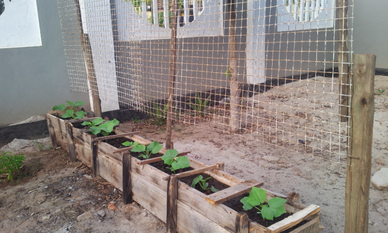 MITIKI -KILIMO KWANZA: KILIMO BORA CHA MATANGO - KWENYE VYOMBO