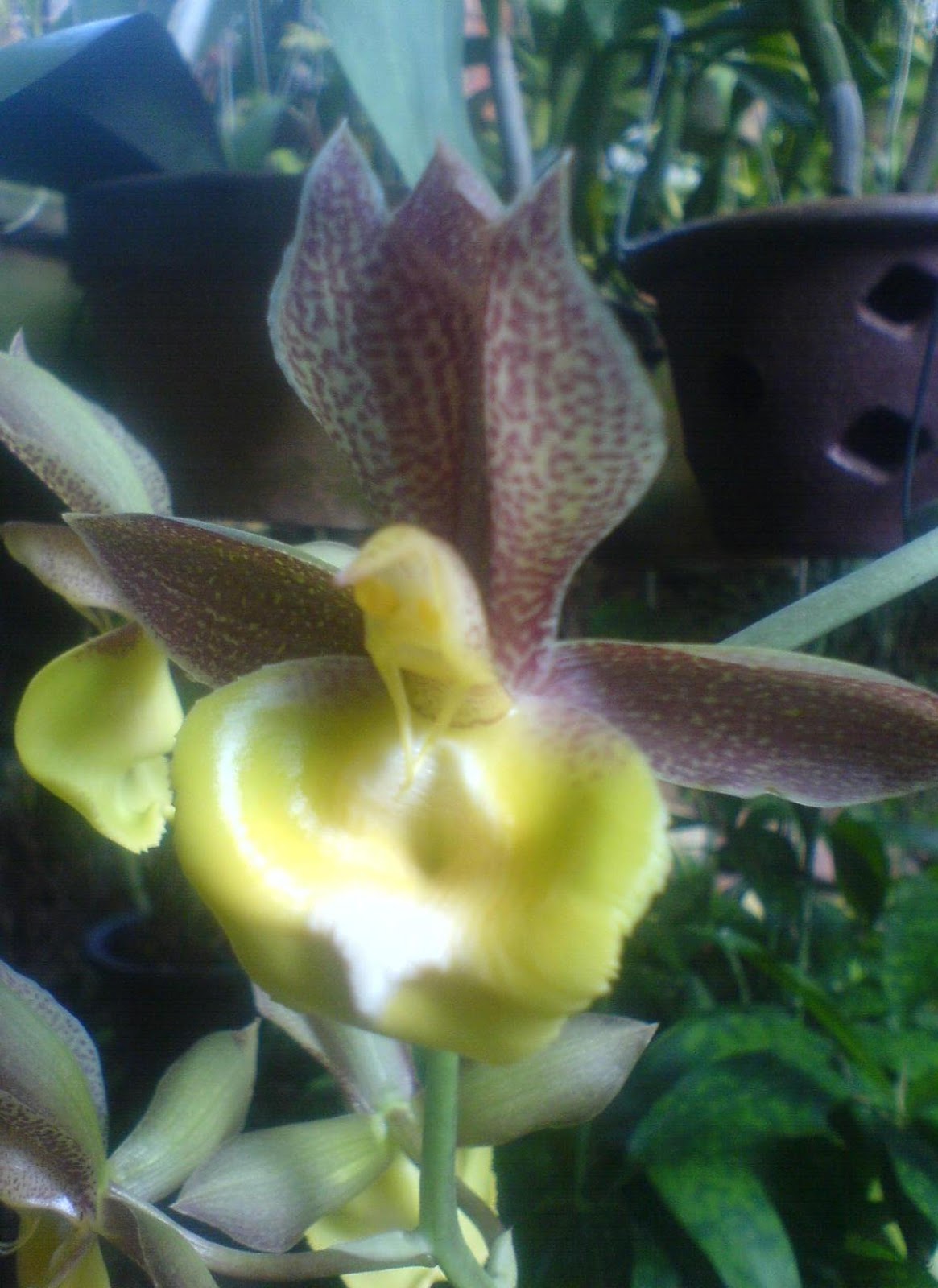 BUNGA ANGGERIK: Koleksi gambar bunga orkid yang cantik (Part 2)