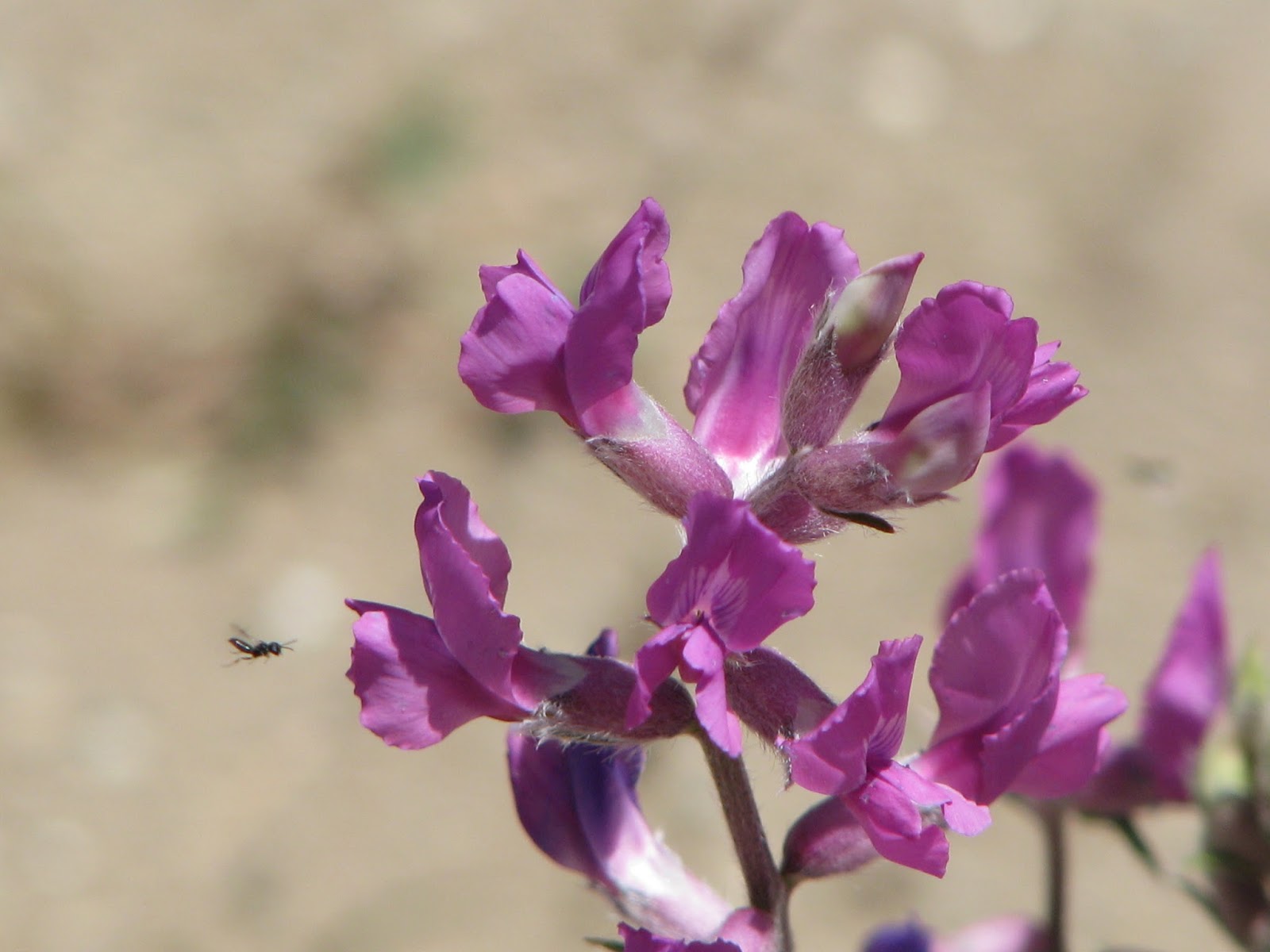 gjhikes.com: Purple/Violet Flowers