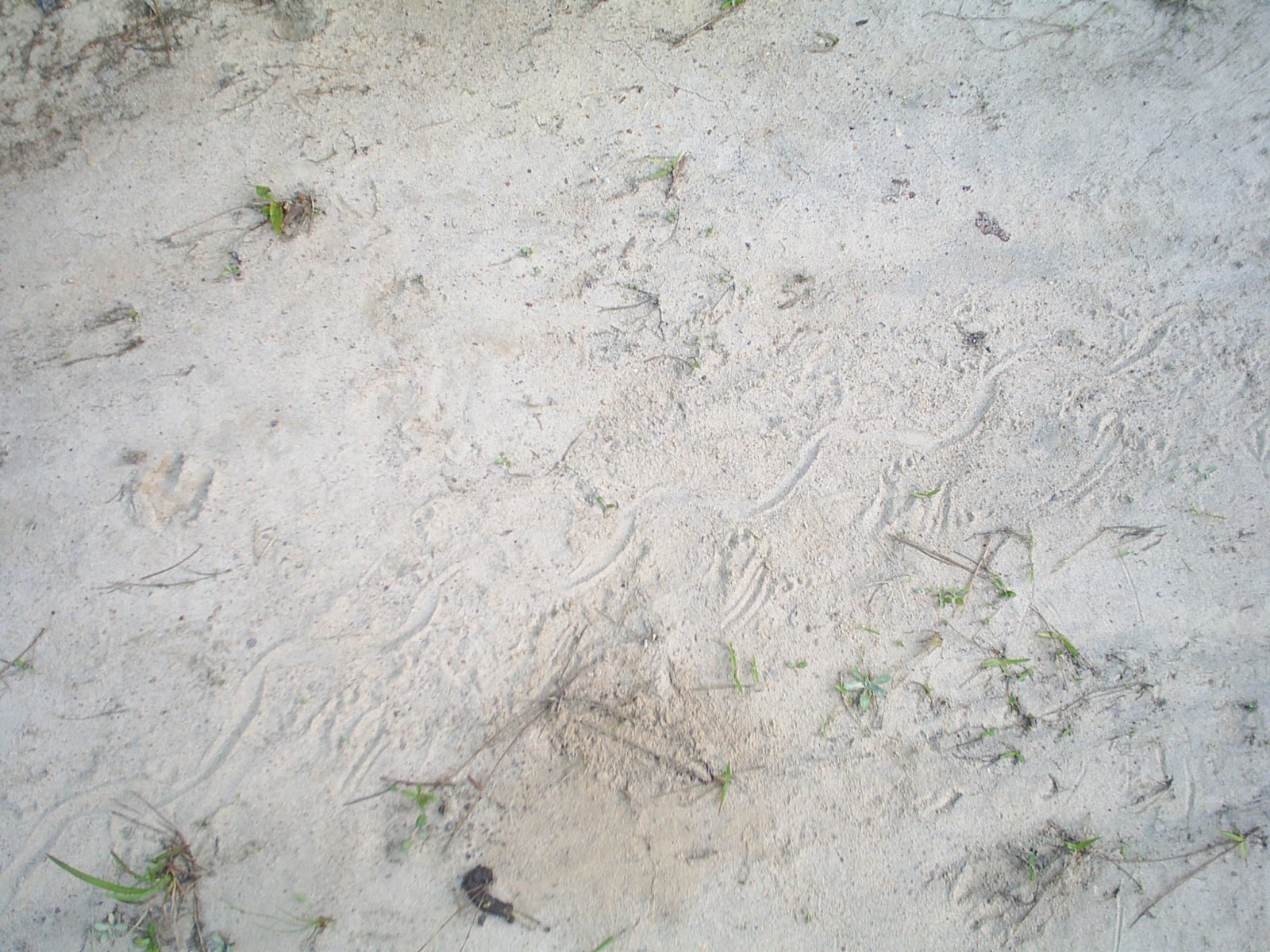 Ancient One's Place: Snake Tracks