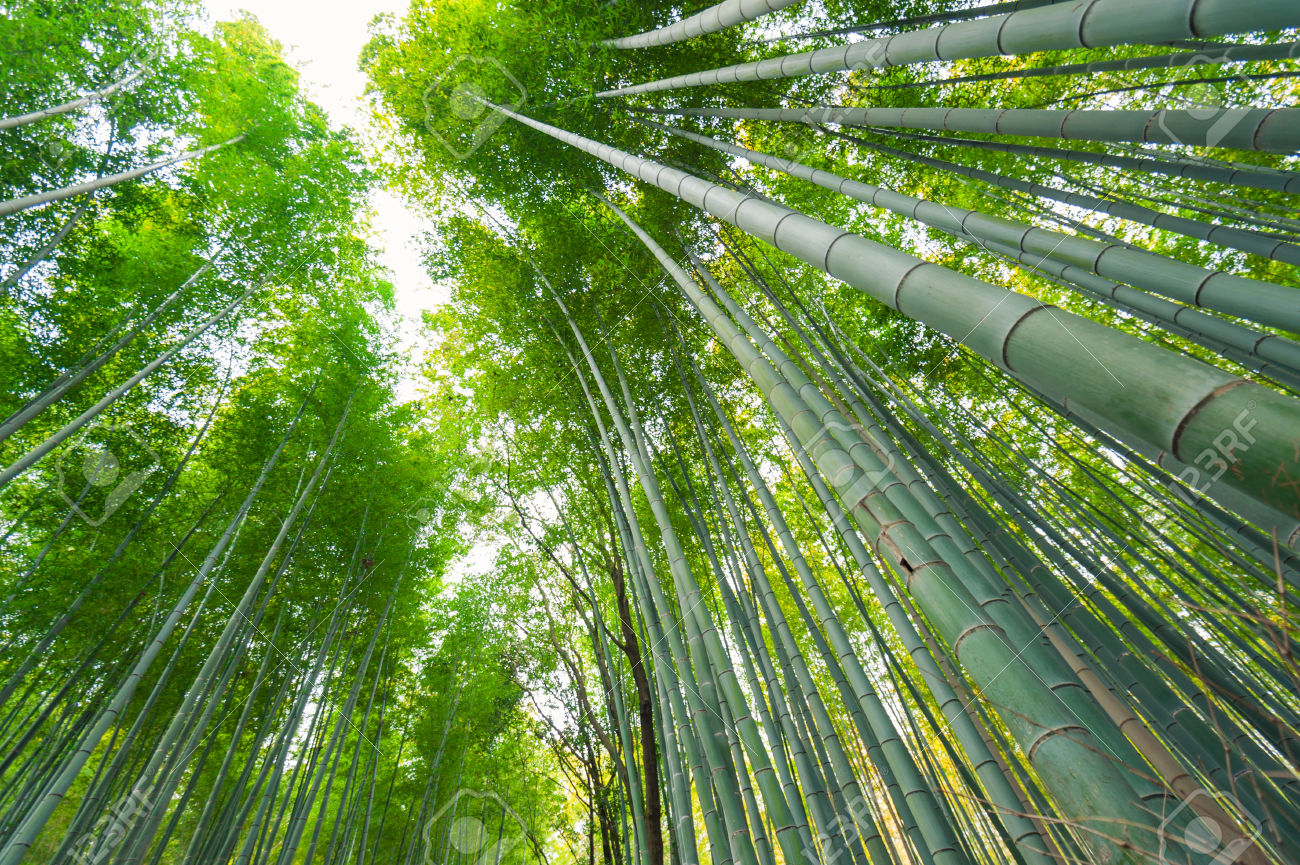 La ruta de los sueños