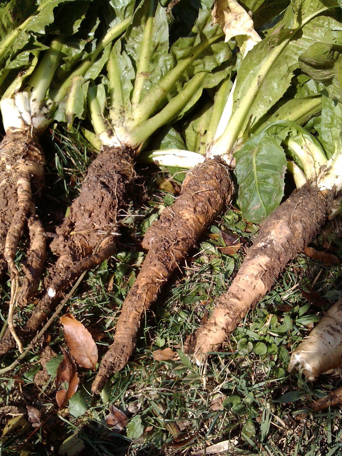 le potager d'Aurélie: la culture des endives le potager d'Aurélie: la culture des endives