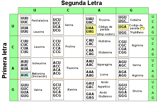 Ciencia del Mundo Contemporáneo --> Patricia: Tema 4- 4. El Código ...