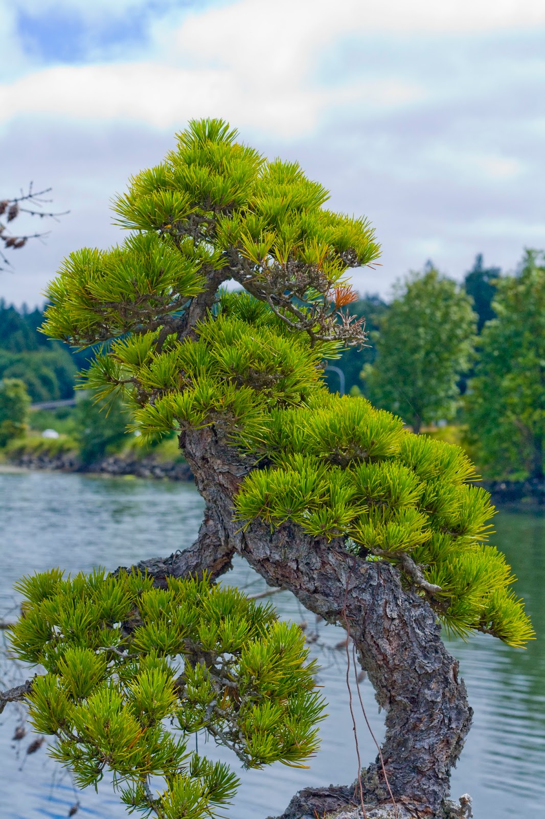 leff: Overwhelmed by Bonsai