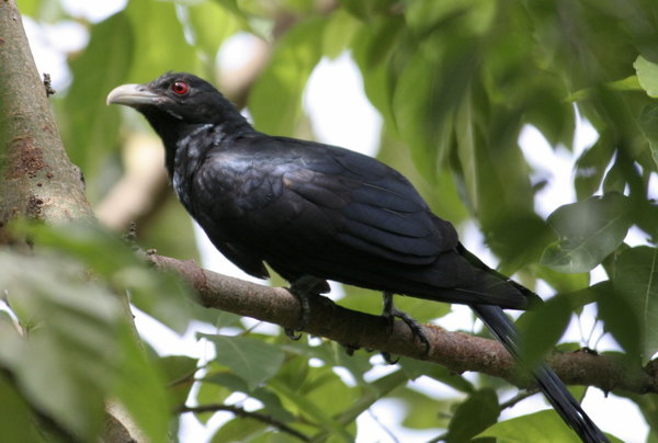 Mike is the name Birding is the game ( Birding in Malaysia - Malaysian ...