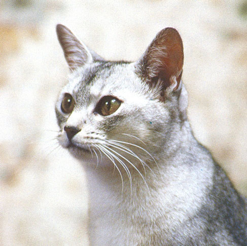 Encyclopedia of Cats Breed: Black Abyssinian Cat
