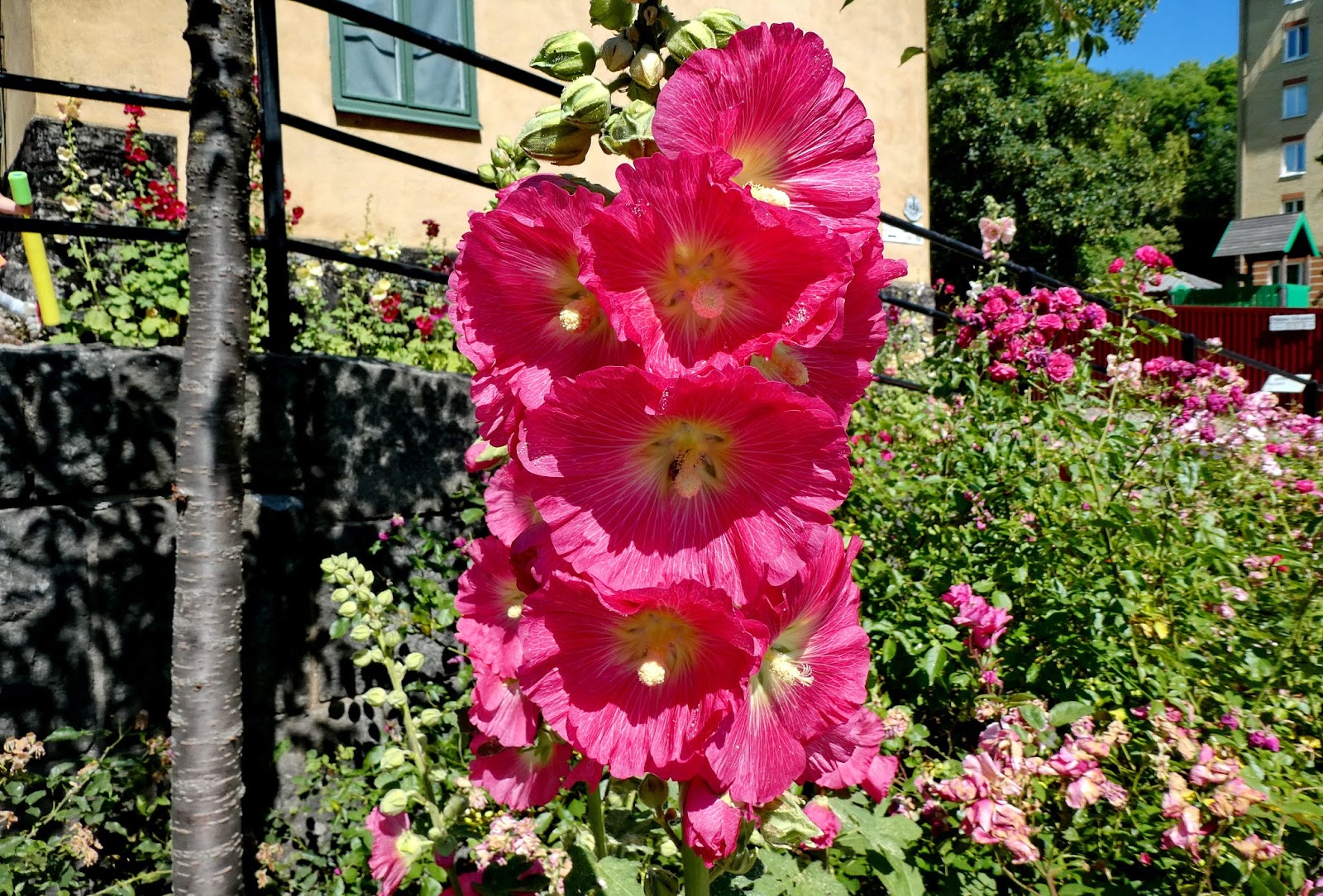 Björnidets blogg: I stockrosens tid 2017