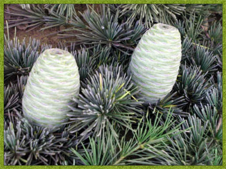 Spreebird wildlife: Cedrus deodara (Deodar Cedar) National Tree of Pakistan