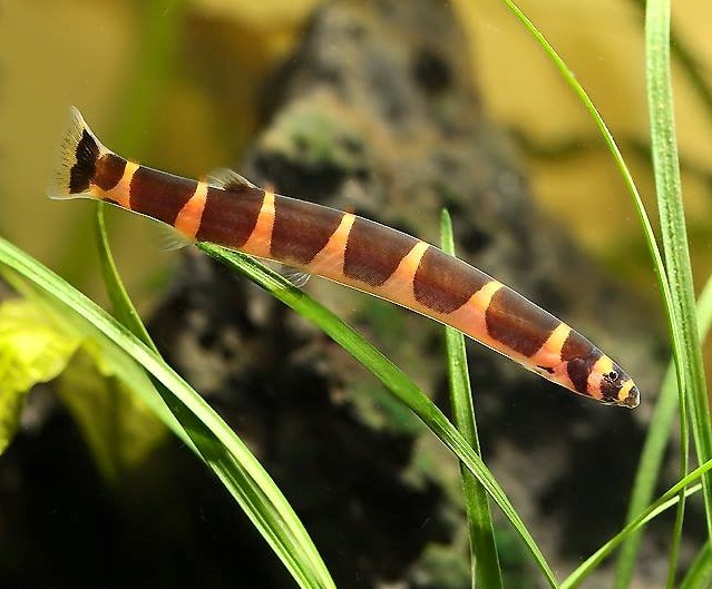 26+ Gambar Hewan Filum Platyhelminthes, Istimewa!