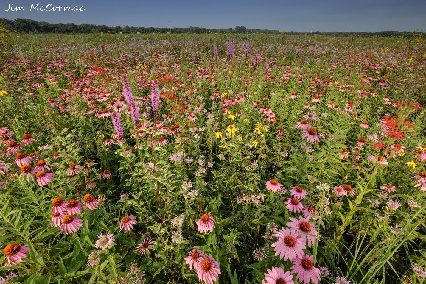 Ohio Birds and Biodiversity: 2017