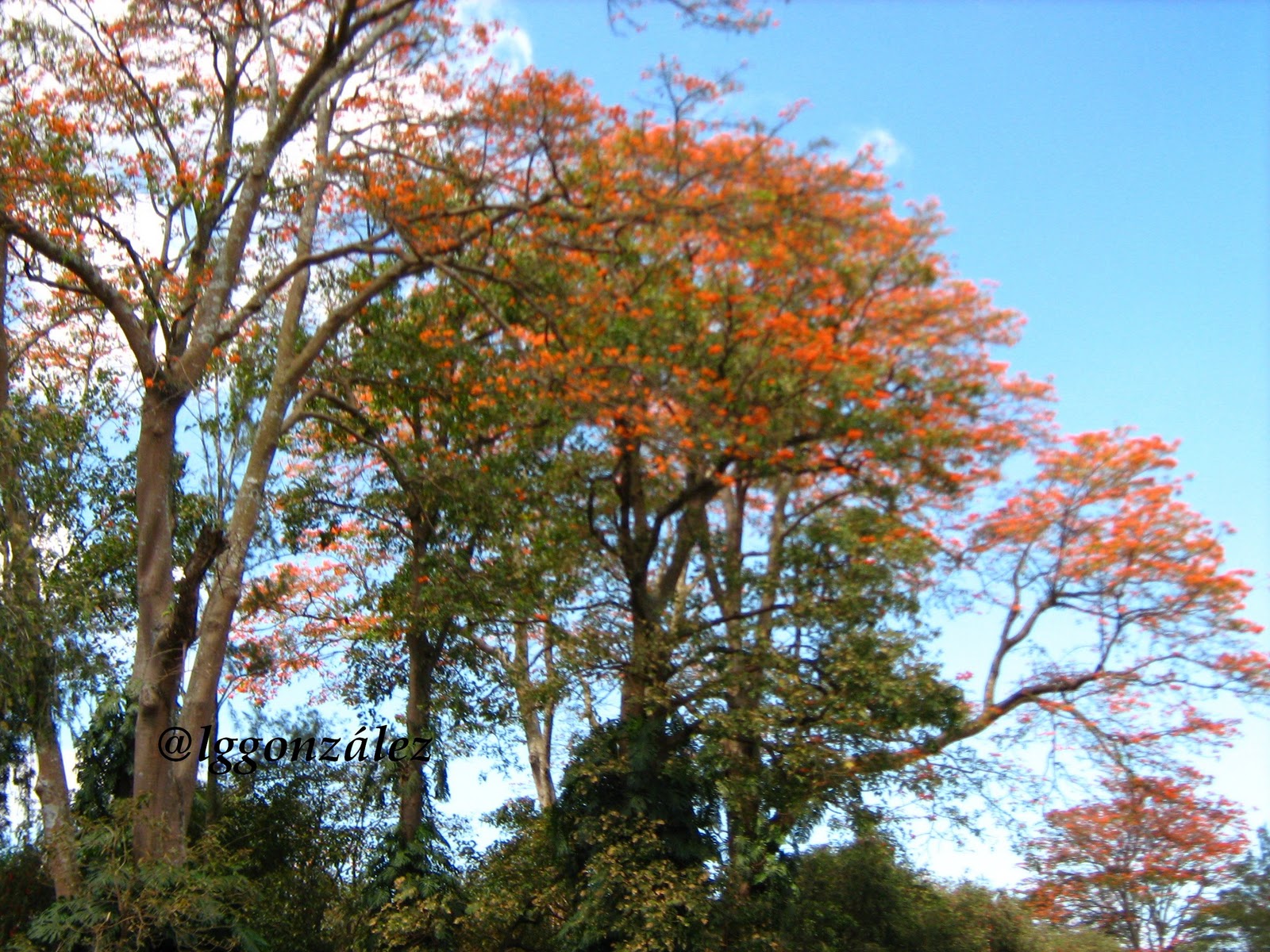 Cocina Costarricense: gallinitas, flores de poró