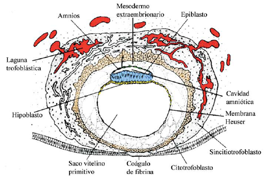 Calendario embrionario : ESTADIO 6