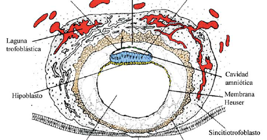 Calendario embrionario : SEMANA 2
