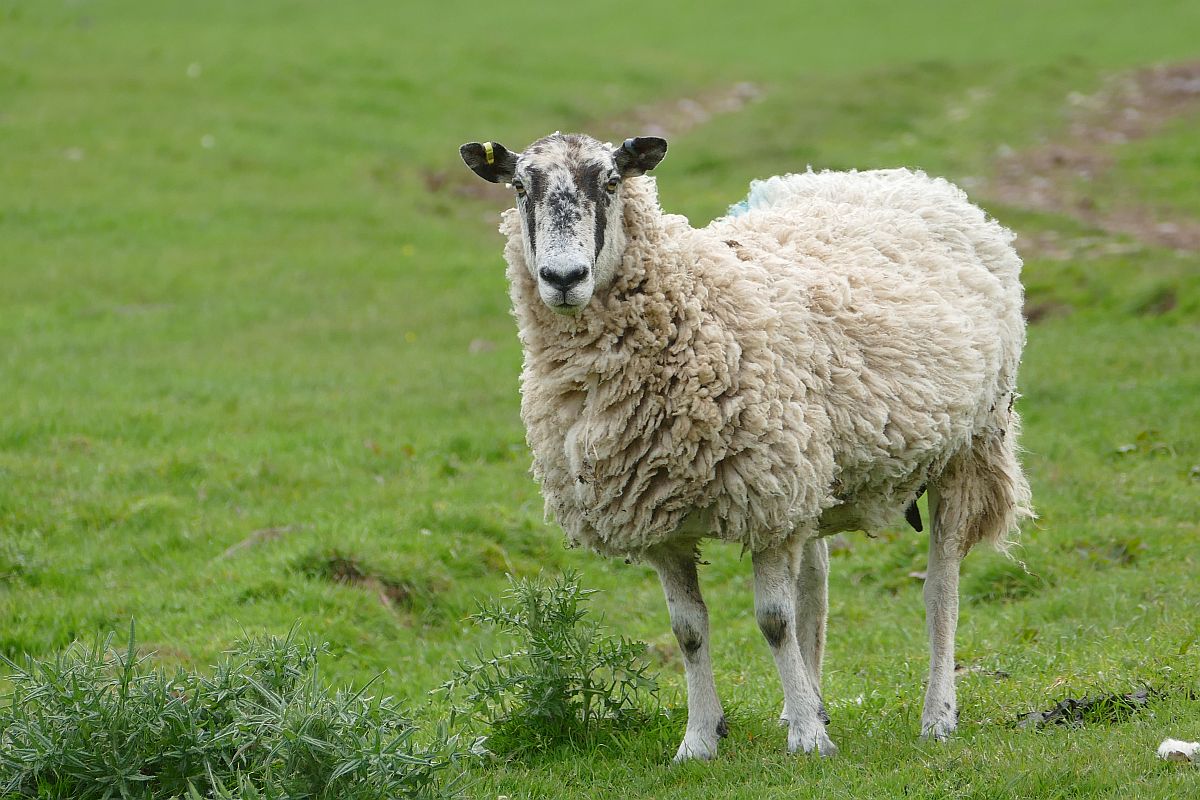 Norfolk Coast, Peak District, Cotswolds - 2017 Walk: May 22, Day 2 in ...