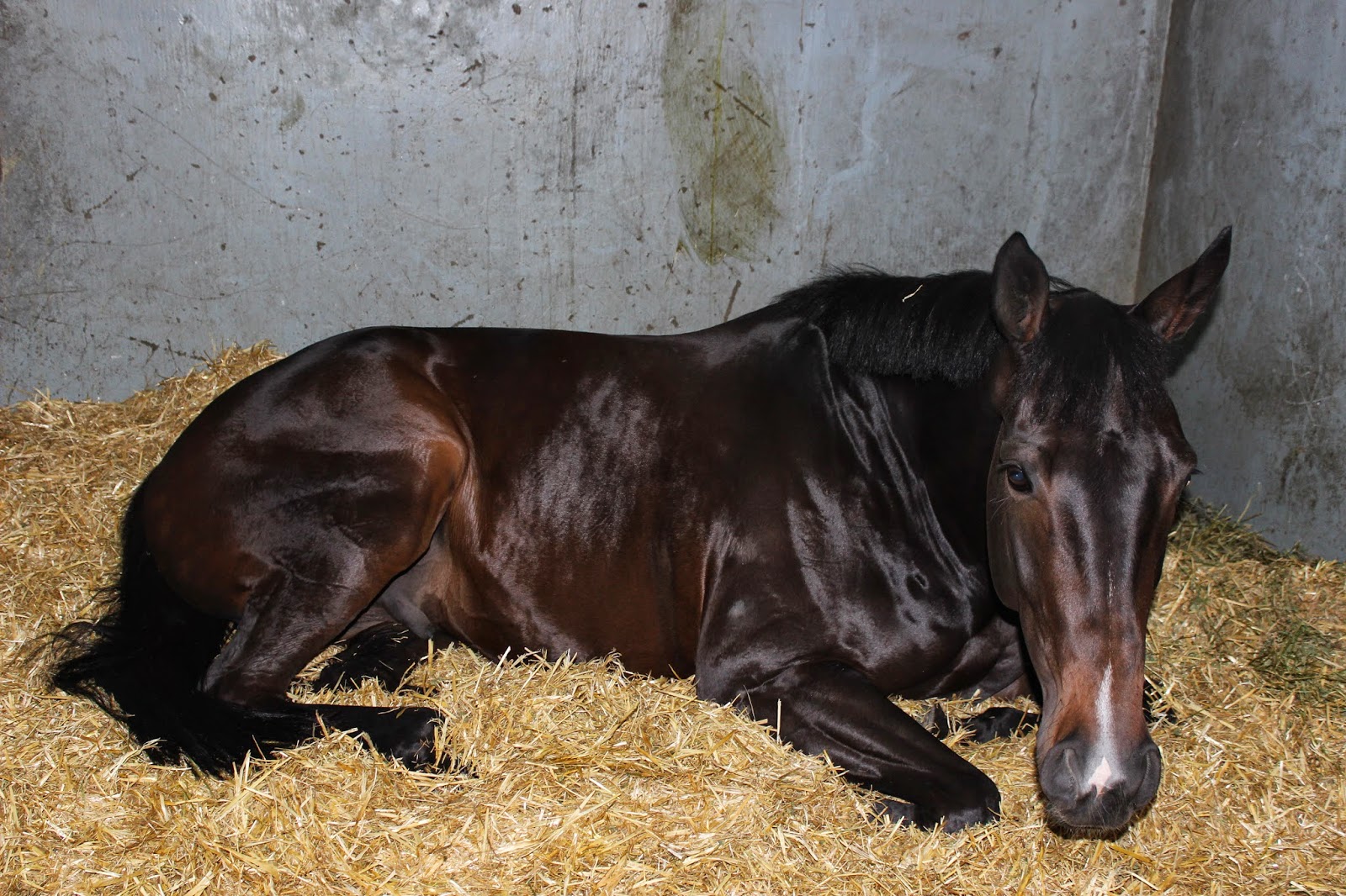 El Hipódromo en clave de fotografía