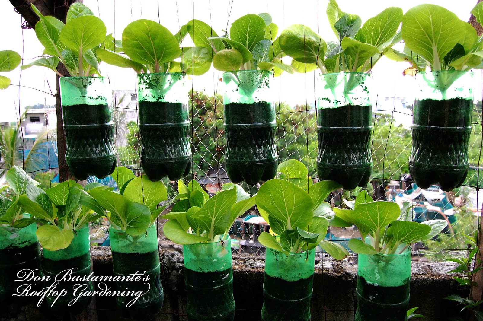 Don Bustamante's Rooftop Garden: Pechay In Citrus Plastic Bottle