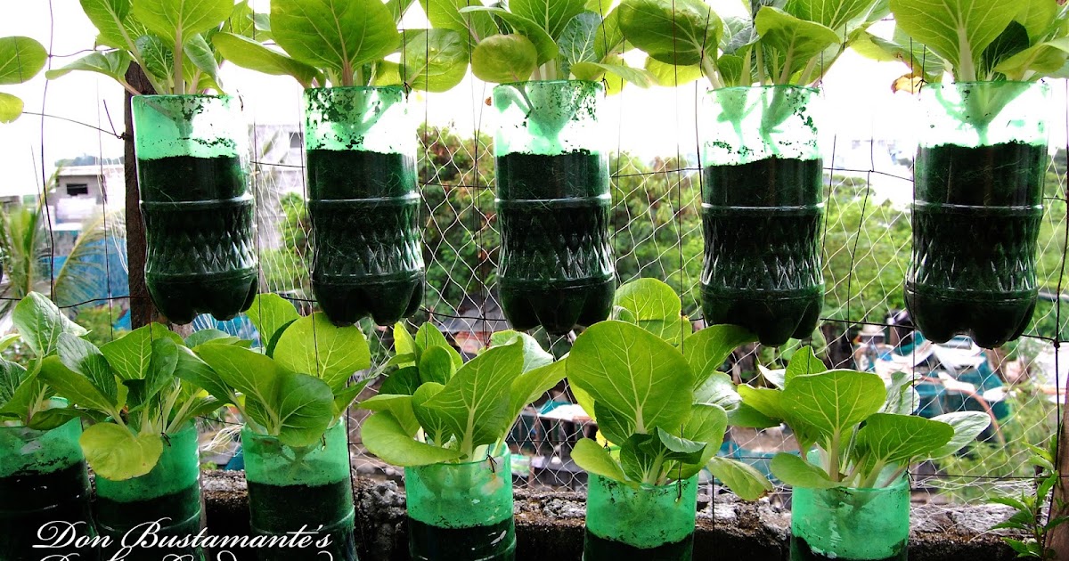 Don Bustamante's Rooftop Garden: Pechay In Citrus Plastic Bottle
