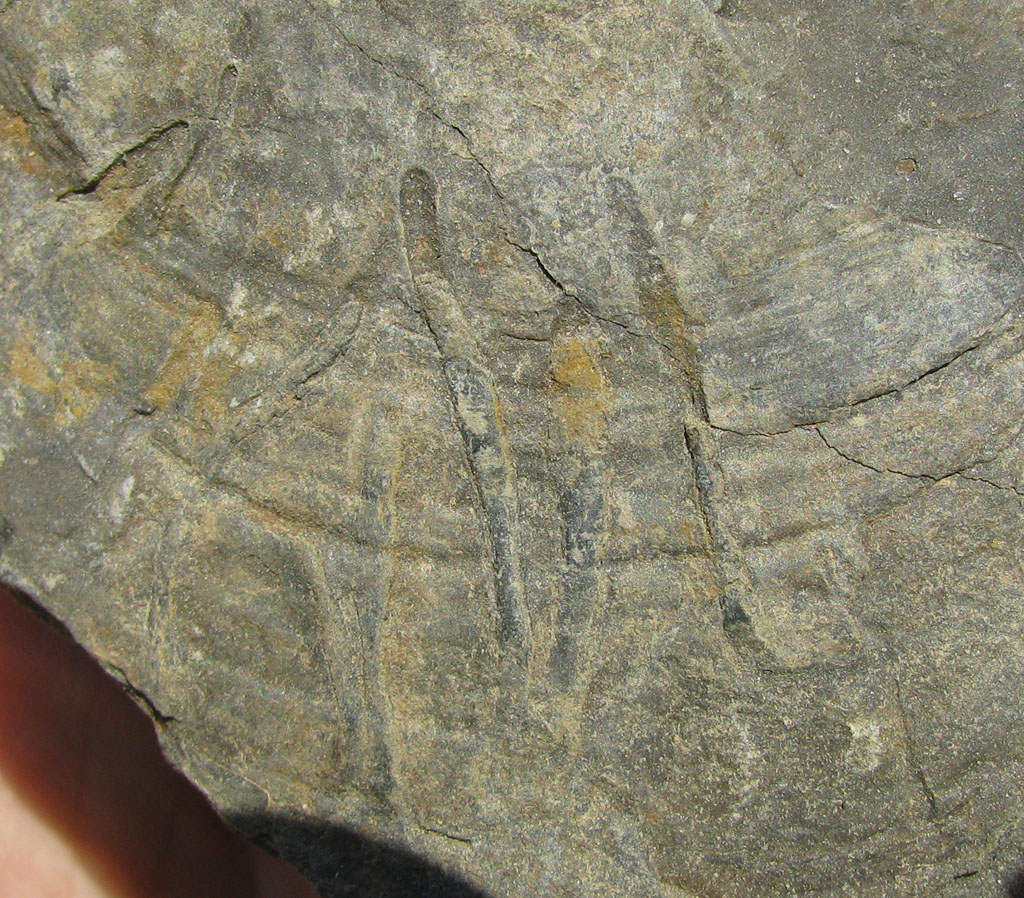 Views of the Mahantango: Evidence of post mortem activity in fossil ...