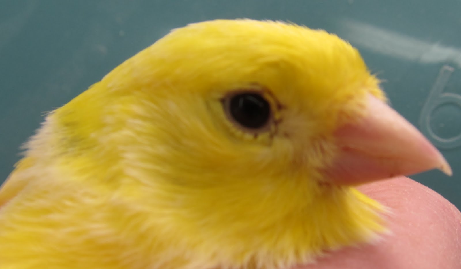 Canary Tales: Mild Eye Problem - Conjunctivitis