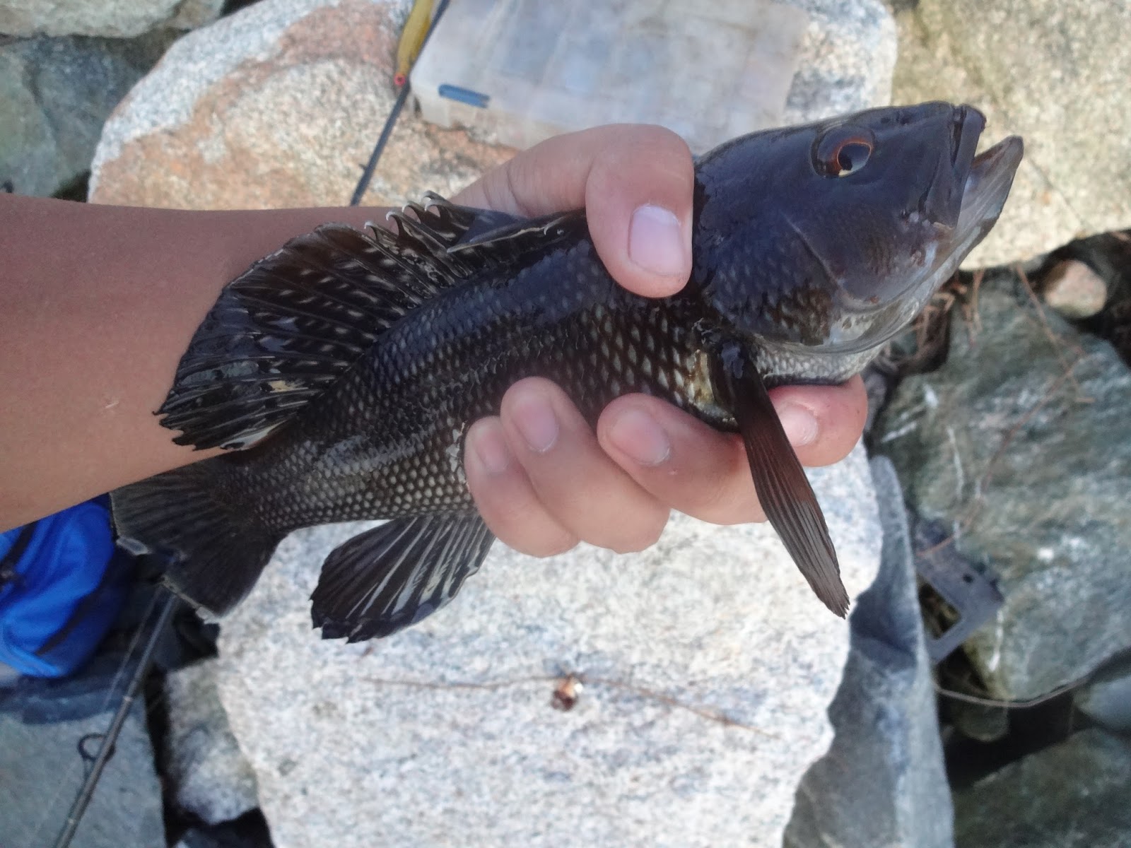 Extreme Philly Fishing: August Fishing Sessions (Last Update: COMPLETE)