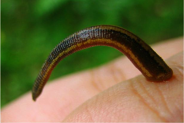 Informasi: Tips Elak gigitan pacat