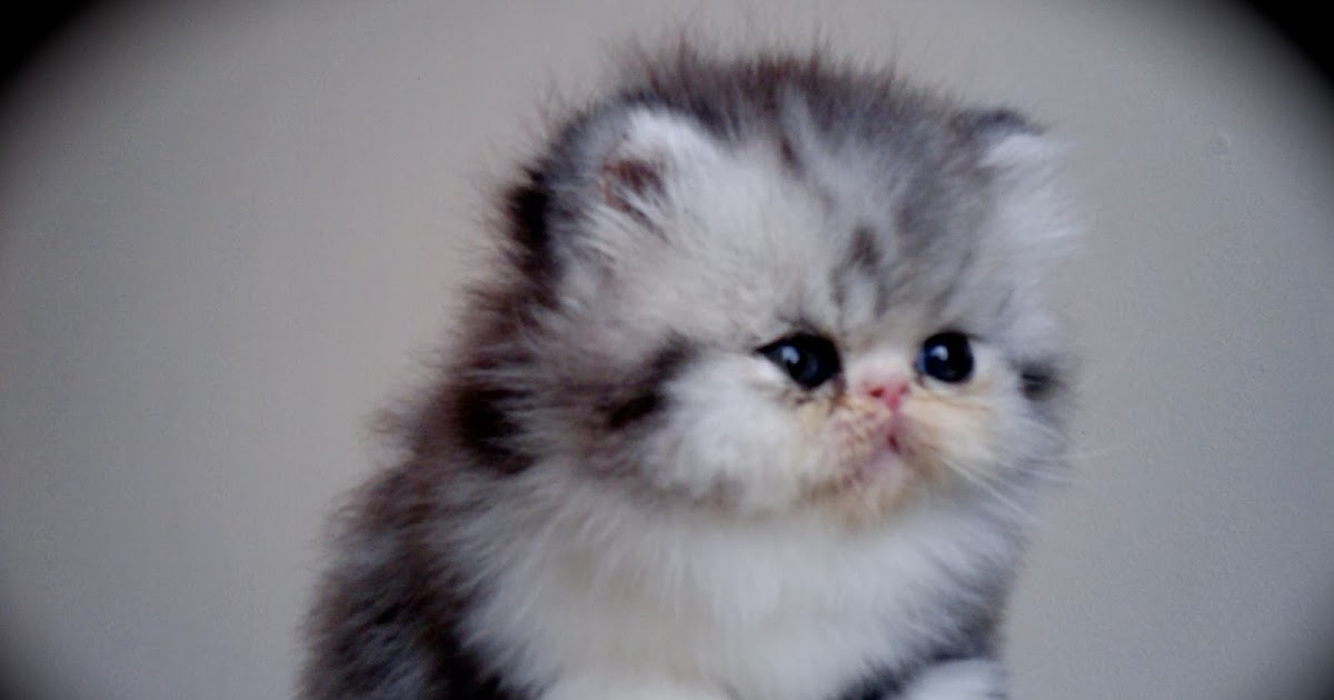 Cari adopter baru untuk kucing peaknose extreme | Hewan Indonesia dan ...