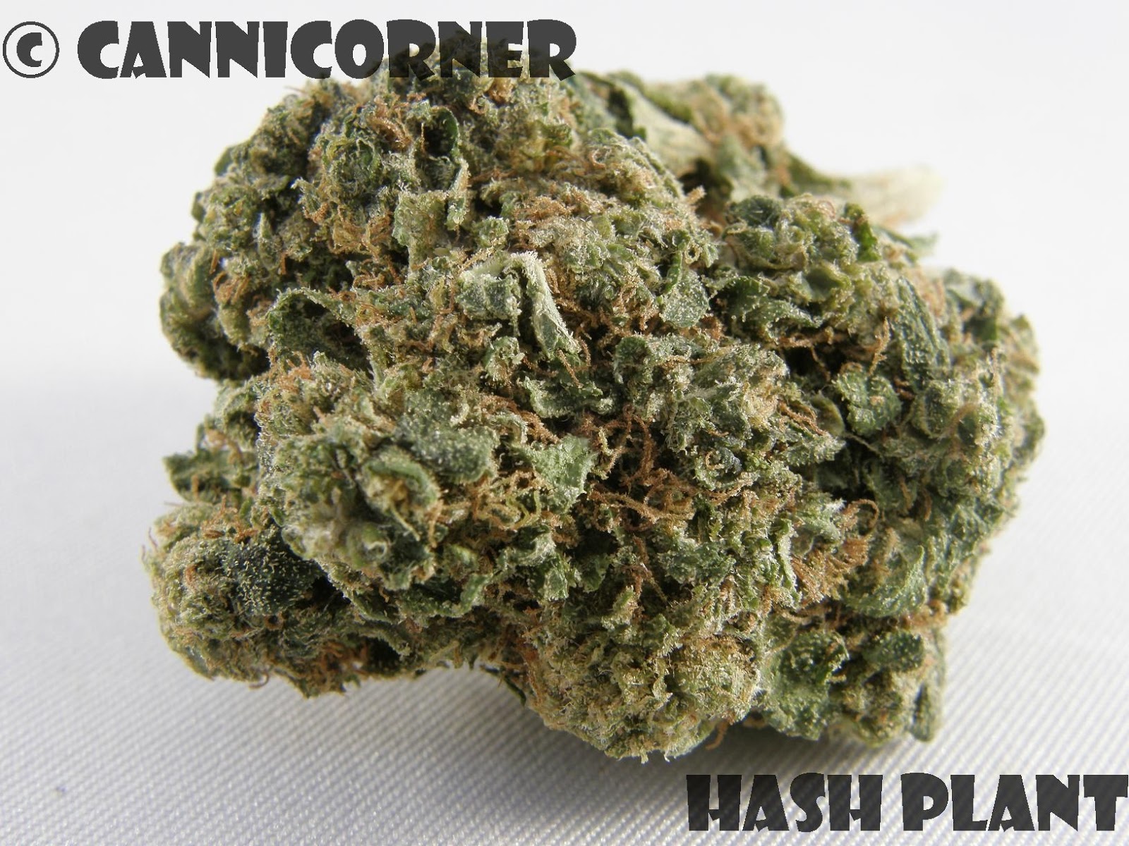 CanniCorner: Hash Plant (Afghani Pheno x NL #1)