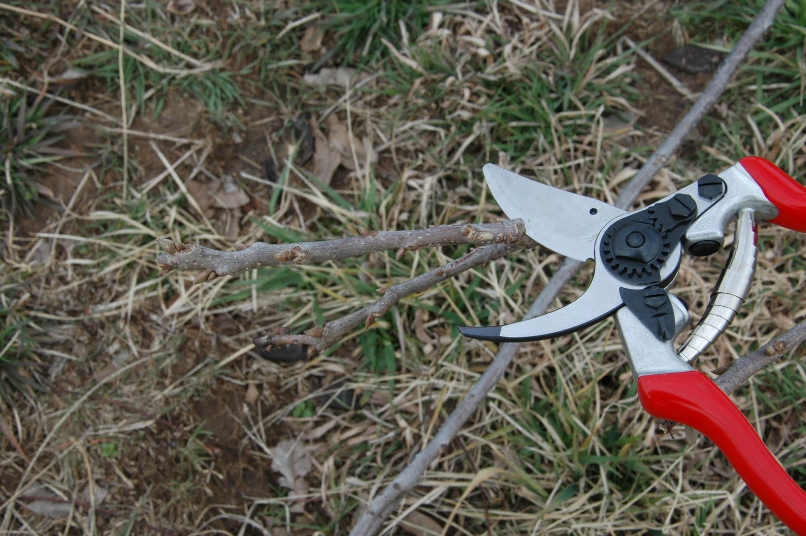 Northern Pecans: Trimming trees and collecting pecan scionwood