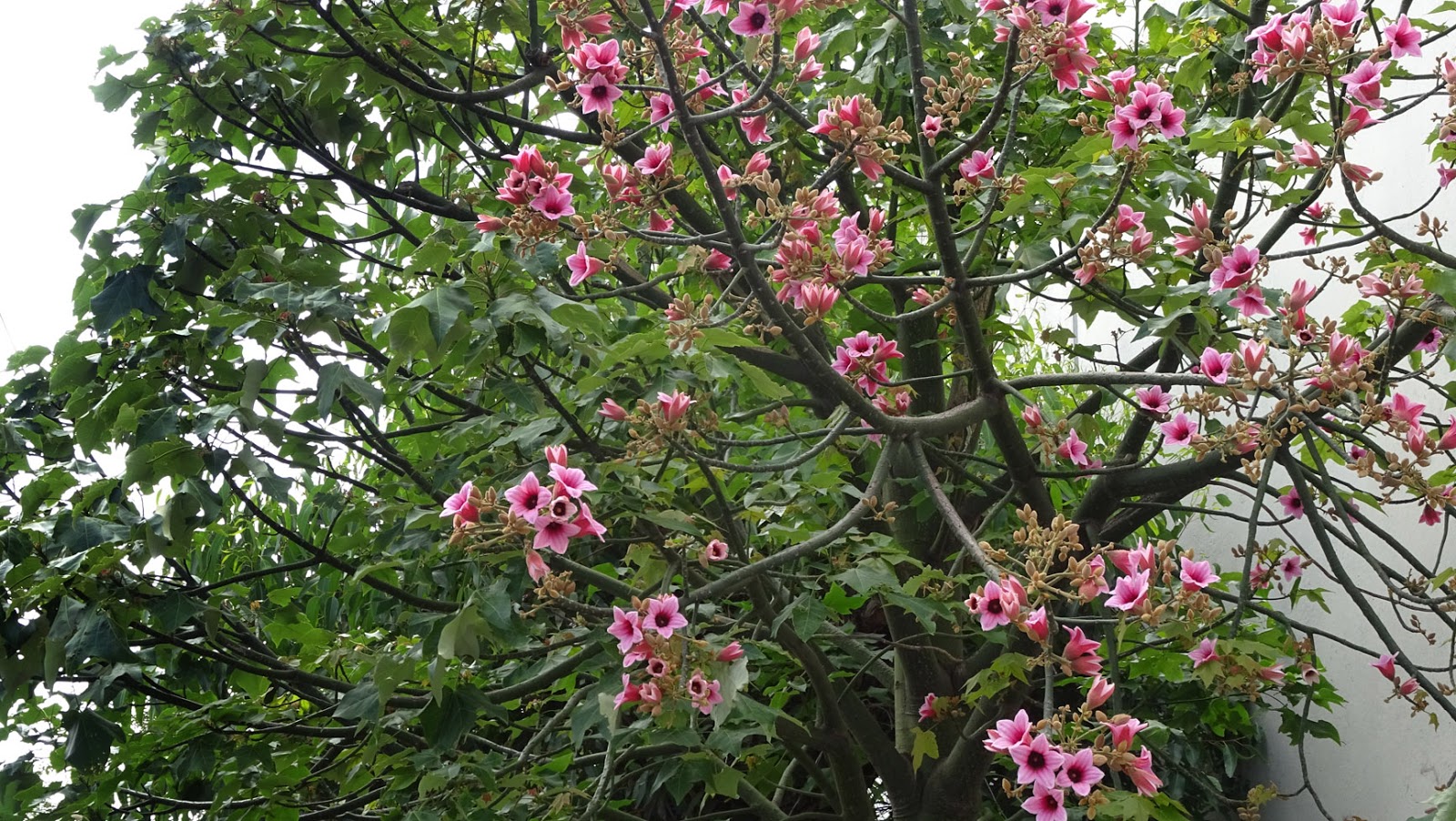 MAP: MELBOURNE STREET TREES 142 - LACEBARK TREE