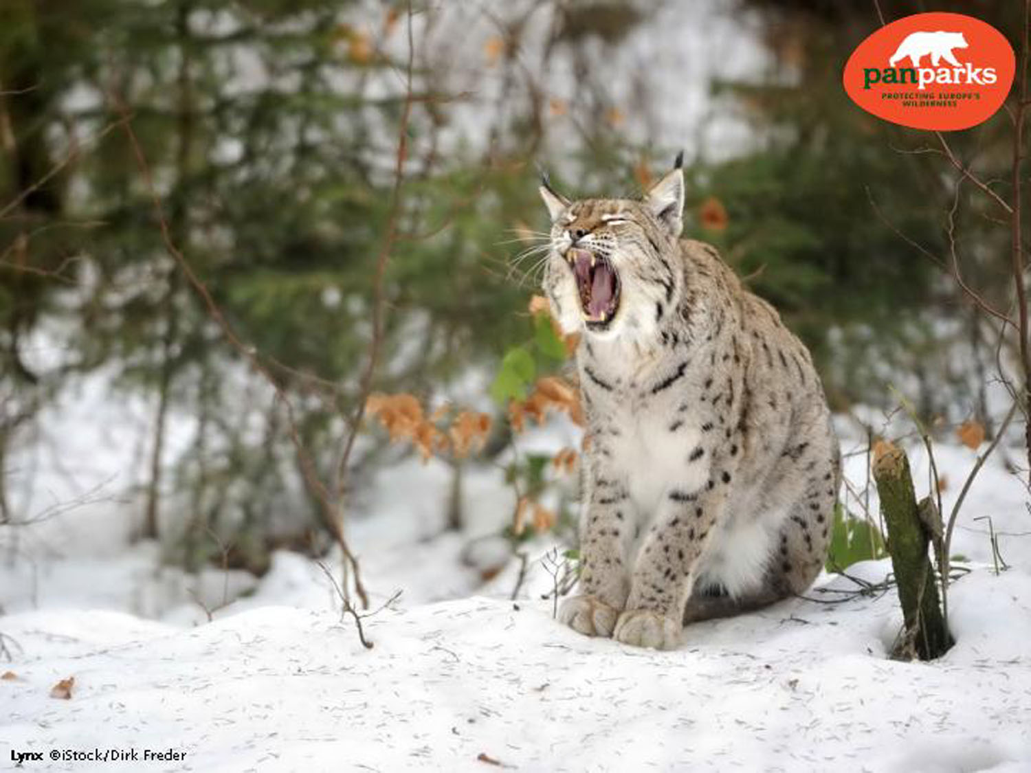 Wildlife Volunteering: Wild lynx coming back to British countryside?