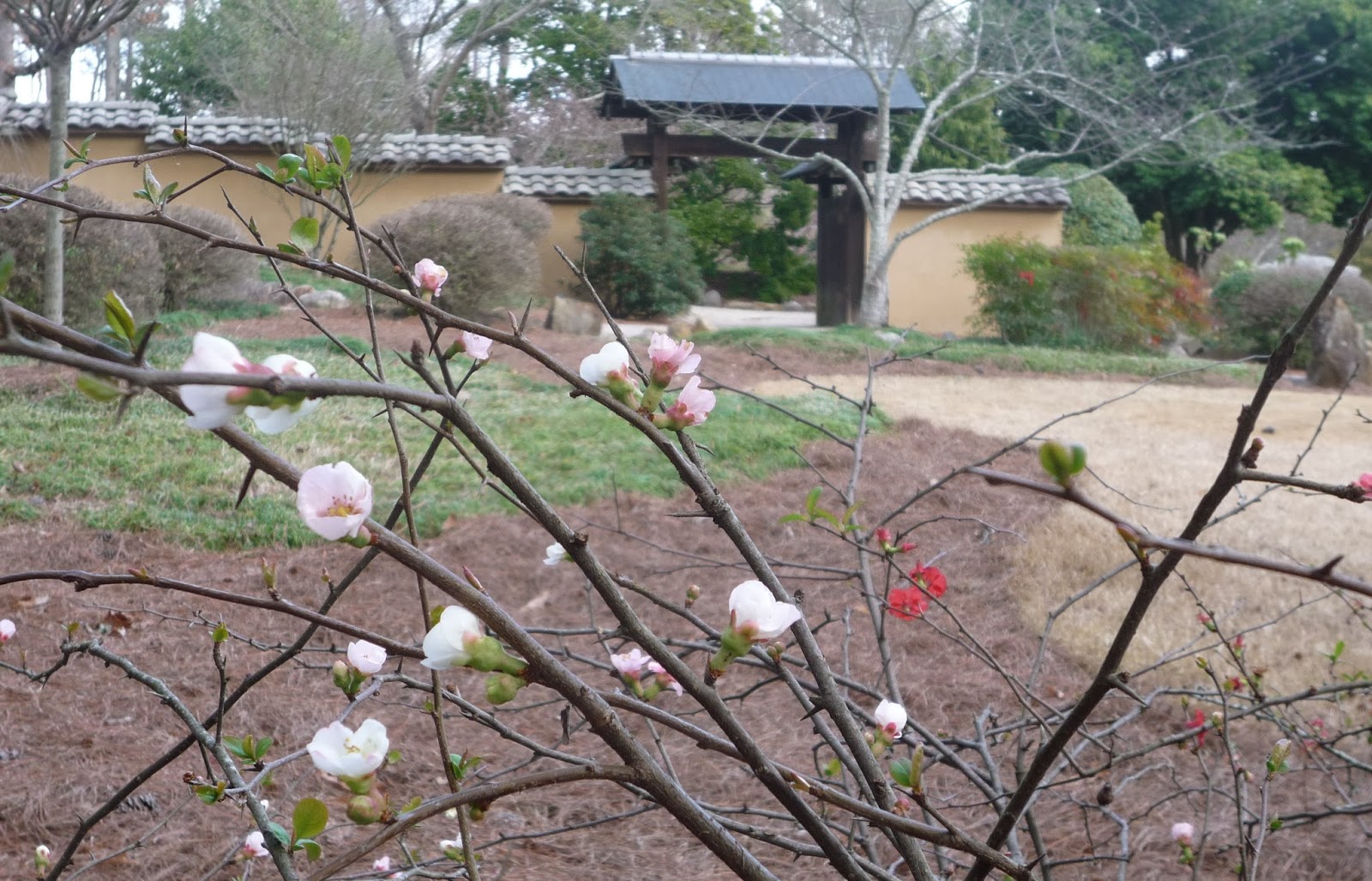 Mai Thai Wanderings: Early Spring at Birmingham Botanical Garden