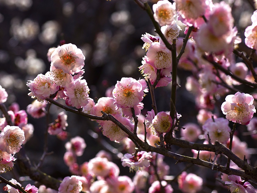 FROM THE GARDEN OF ZEN: Ume (Prunus mume) flowers in Tokei-ji