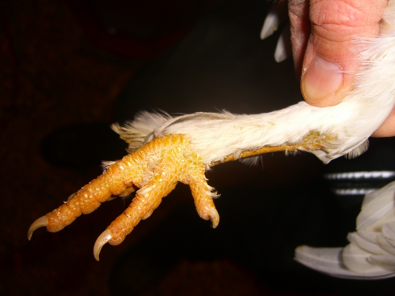 Origin of the Domestic Fowl: A Tough Call; Feathered Shanks