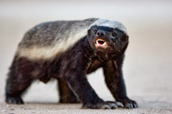 Ratel: Um animal feroz temido até pelo leão ~ Você realmente sabia?