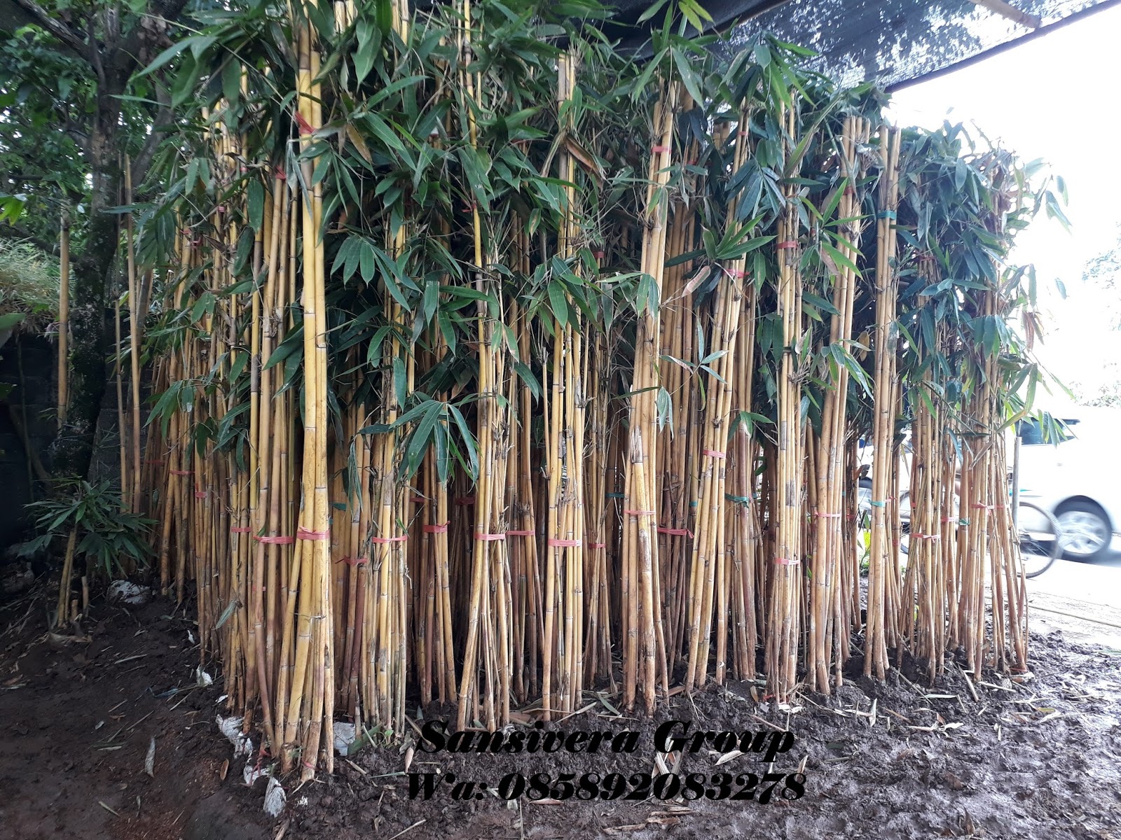 Jual bambu panda kuning | Harga bambu hias murah | Tukang taman ...