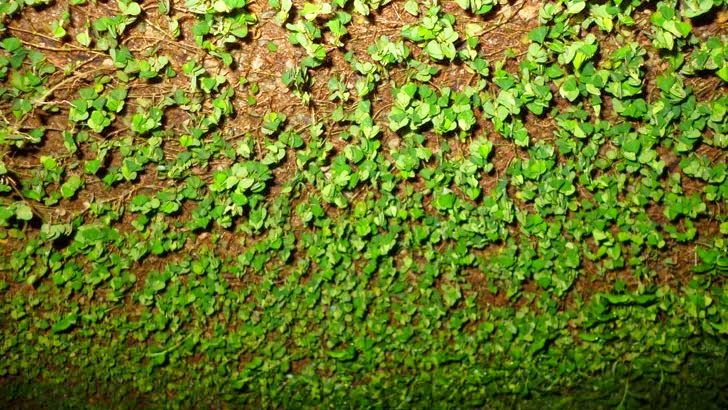 Tick Trefoil - Heen Undu Piyaliya | SL Flora
