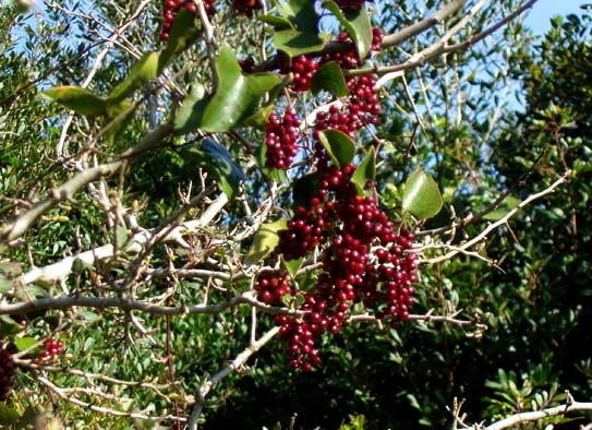 SENDERISMO EN EL RIF/RANDONNÉES DANS LE RIF: DHAR HAJAR Y FAHS LEMHAR ...