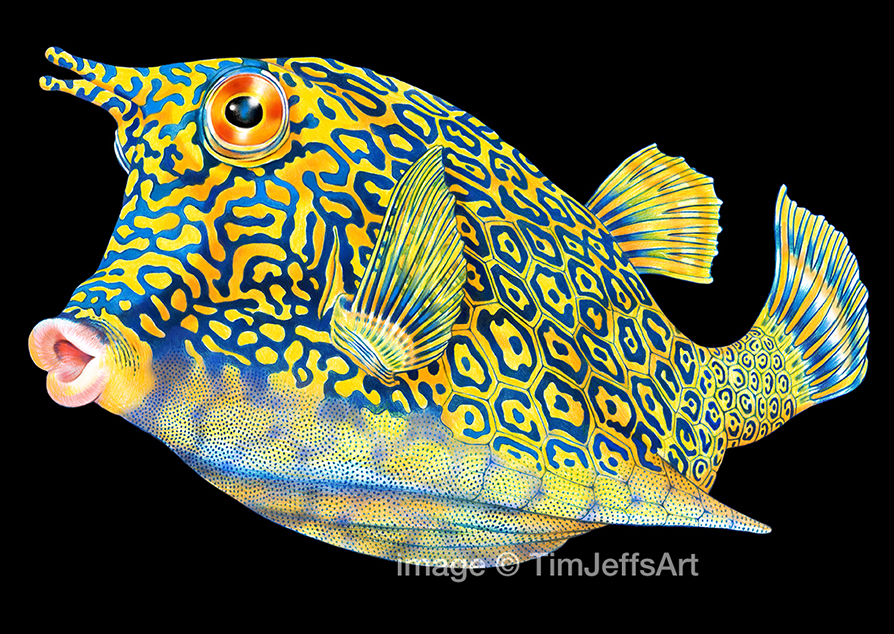 Tim Jeffs Art: Color Drawings