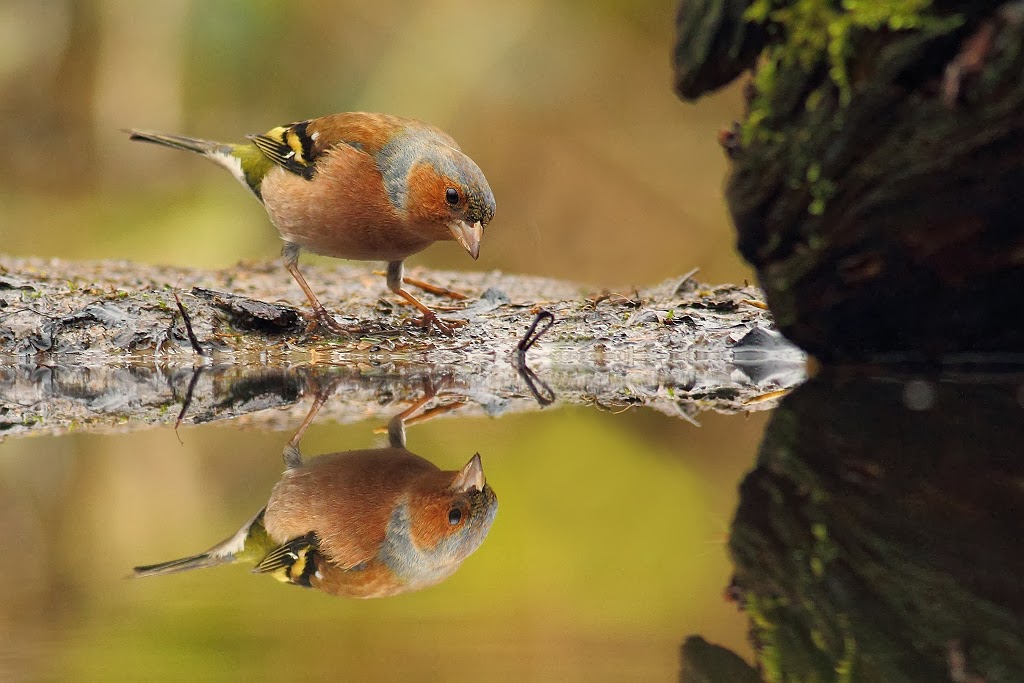 Natuurfotodagboek van Gerard Roest: Fotograferen in fotohut 1 van Han ...